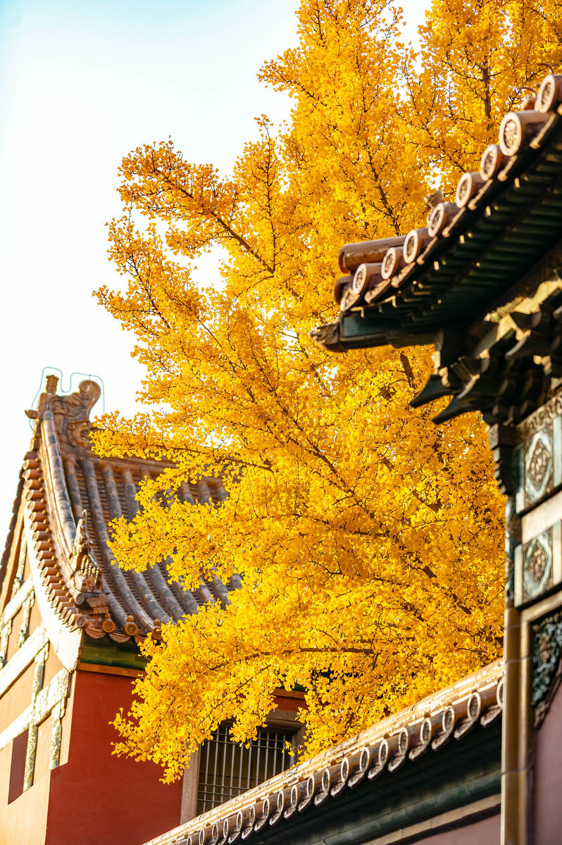 天朗气清，红墙黄叶，故宫的深秋太美了！还有600年大展等你看哦！-搜狐大视野-搜狐新闻