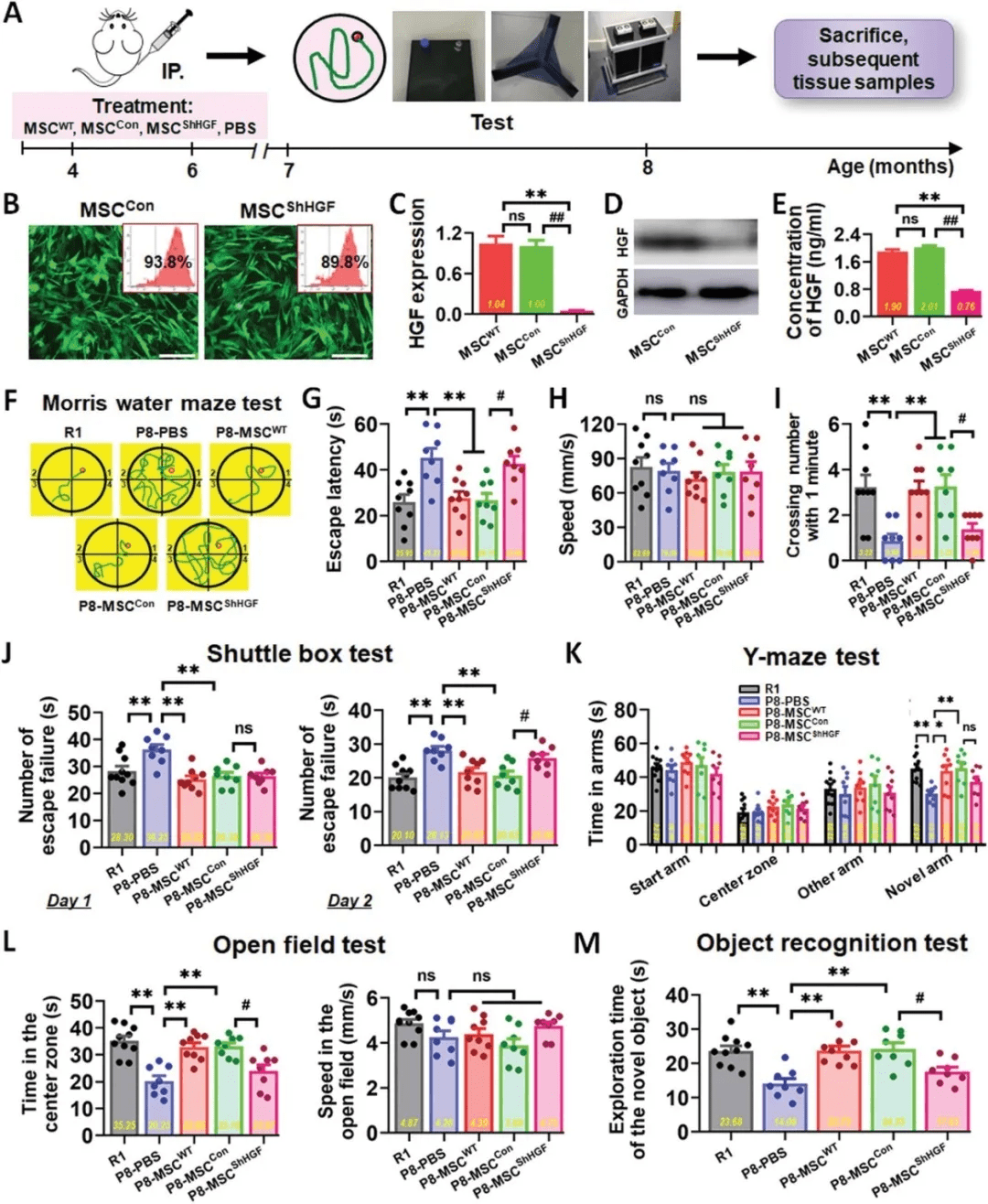 Adv Sci：干细胞治疗阿尔兹海默症的分子机理_hUC-MSCs