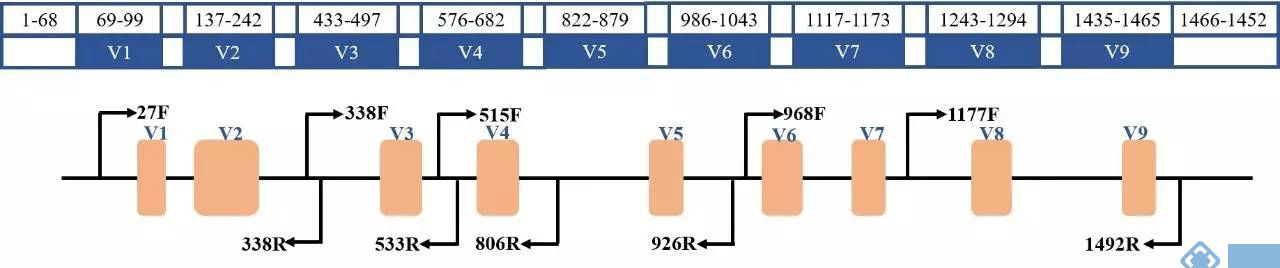 Pacbio测序之全长16S测序_研究