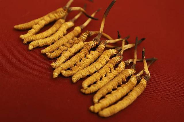 虫草泡水喝有什么功效一次泡几根,虫草泡水喝最好什么时候喝最好冬虫夏草