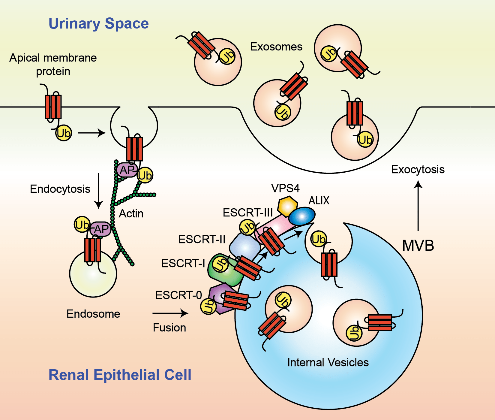 Urinary Exosome Protein Database ：尿液外泌体蛋白数据库_内体