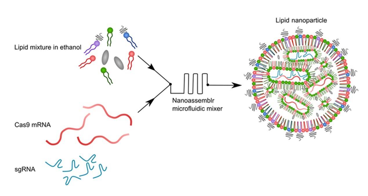 NanoAssemblr制备的LNP实现对CRISPR-Cas9的高效递送-搜狐大视野-搜狐新闻