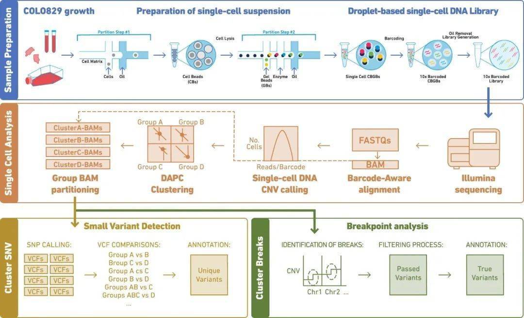 Commun Biol | 基于单细胞DNA测序绘制拷贝数变异图谱，揭示肿瘤的遗传多样性_研究