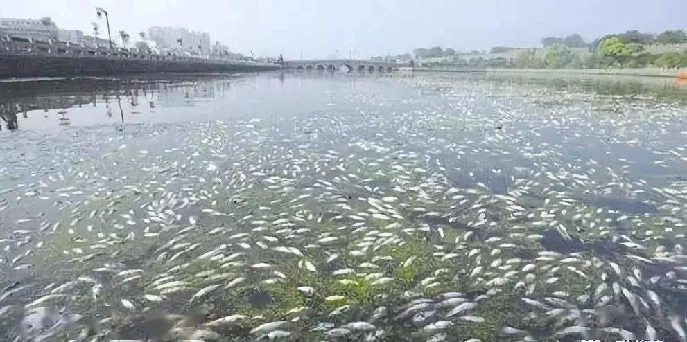 池塘鱼类突然大量死亡要正确判断原因病害