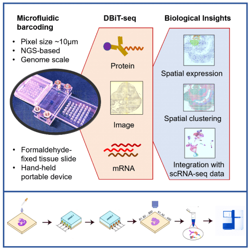 Cell：颠覆性技术，耶鲁大学樊荣发布空间高分辨率的多组学新技术——DBiT-seq_胚胎