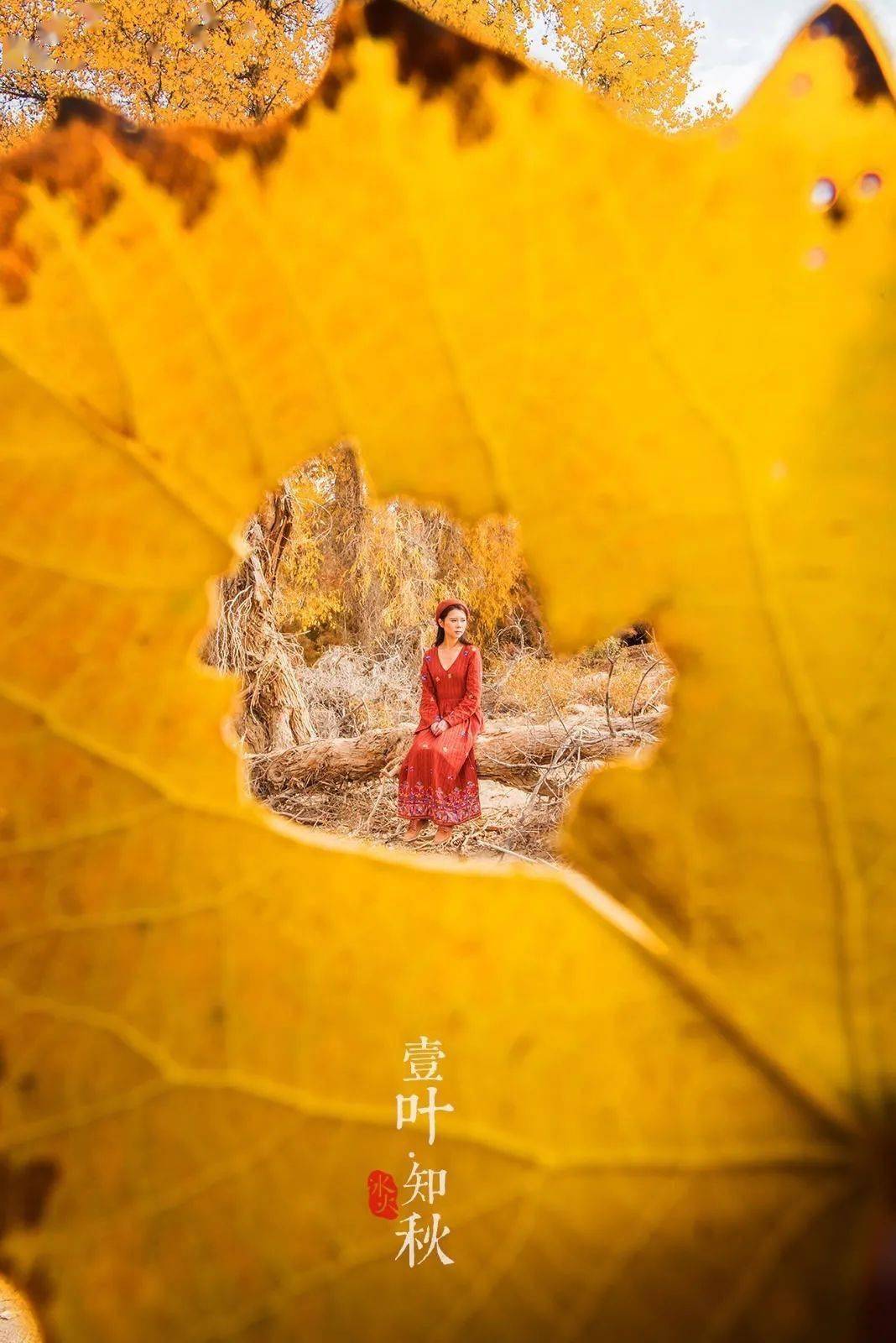 颇可摄影技巧攻略vol1：出片率贼高的落叶拍法，用落叶告别这个秋天！-搜狐大视野-搜狐新闻