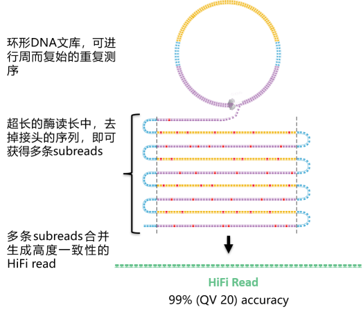 PacBio HiFi测序介绍及百迈客最新下机数据公布_基因组