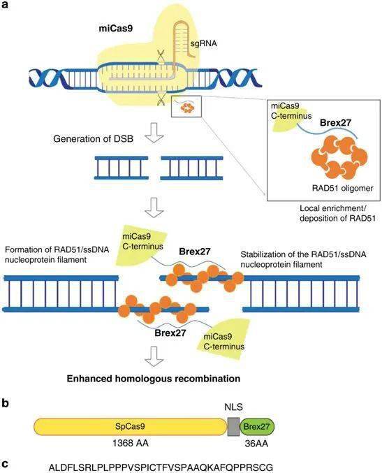 Nat Commun：新型CRISPR-Cas9变体可提高基因编辑的安全性和有效性-搜狐大视野-搜狐新闻