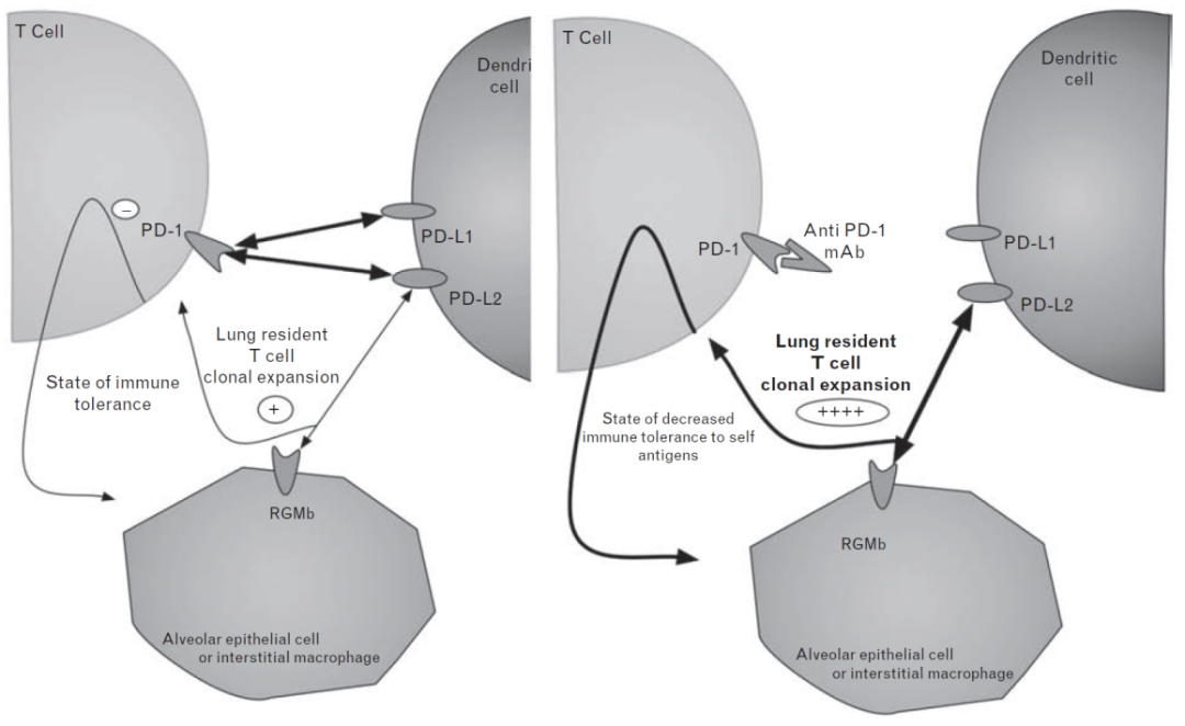 董晓荣教授：抗PD-L1 vs 抗PD-1：疗效和不良反应有何不同_细胞