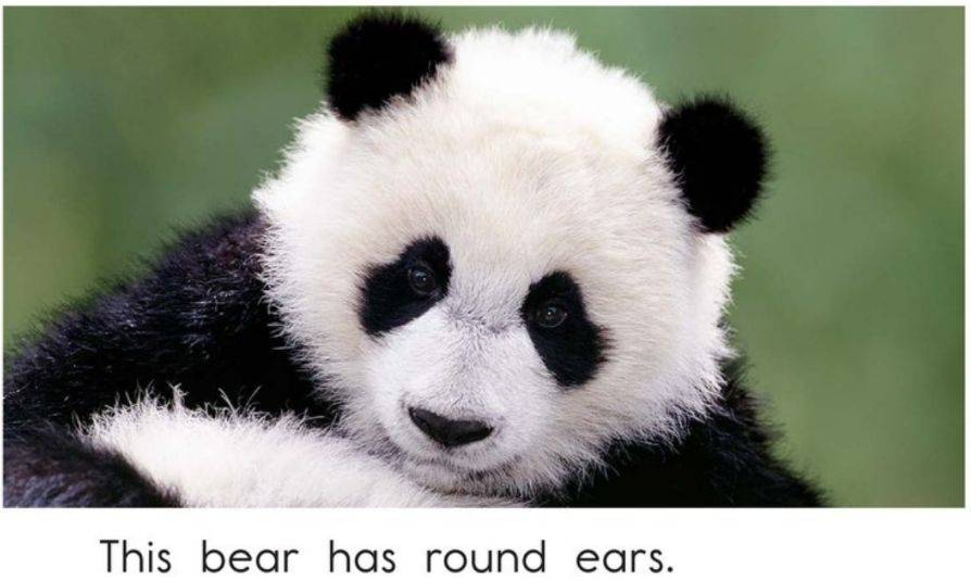 伴读 | Raz B：Animal Ears_this