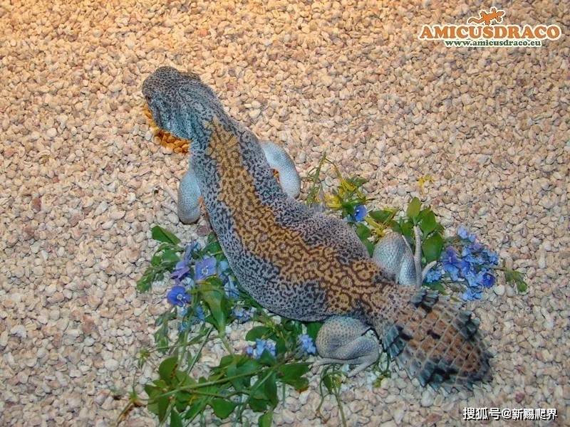 来自阿拉伯半岛的“皮皮虾”Uromastyx thomasi_汤玛士