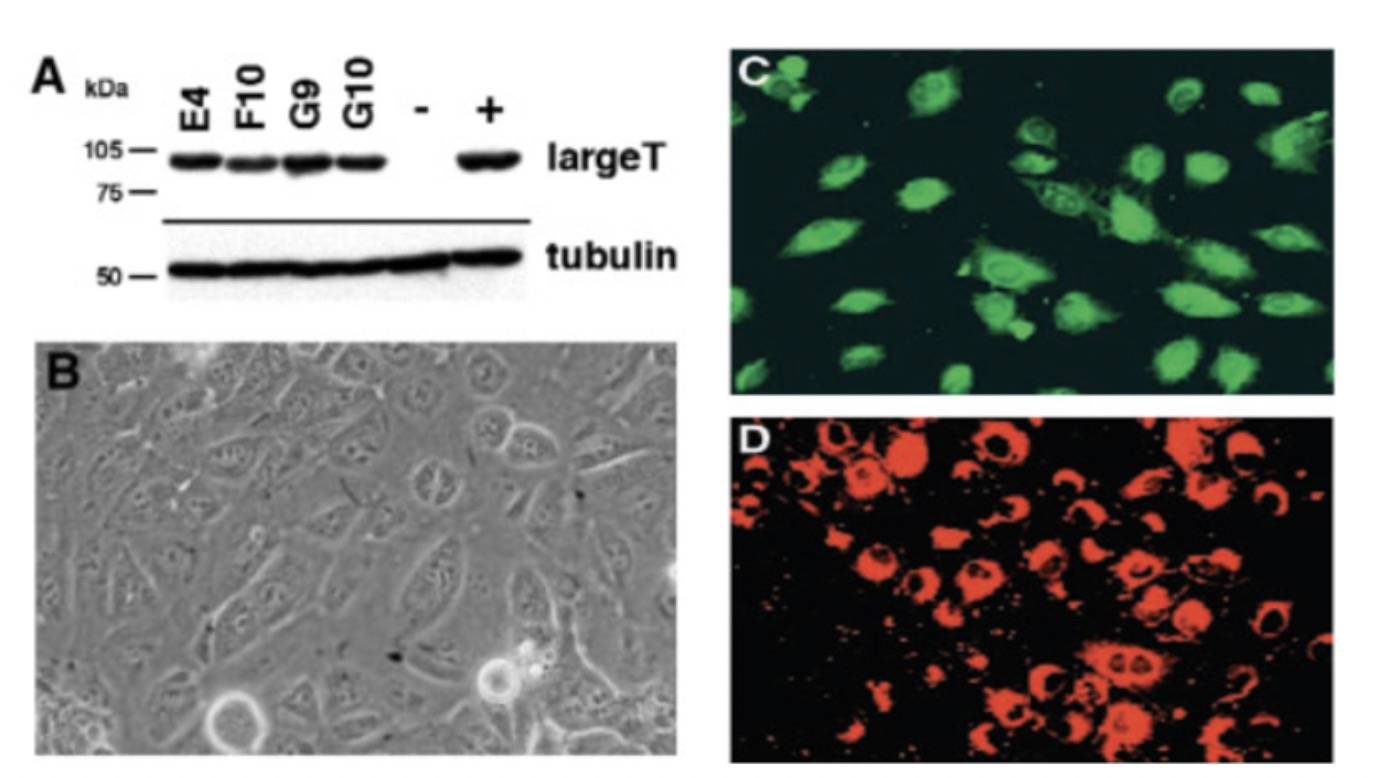 慢病毒操作之—细胞永生化_增殖