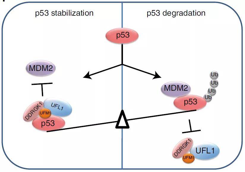 科研进展 | 丛羽生团队揭示UFMylation修饰在维持p53肿瘤抑制功能上的重要性_调控