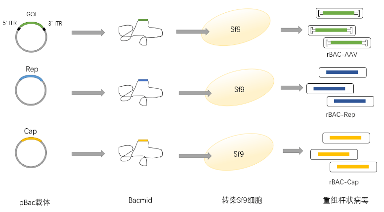 载体家|BAC-AAV上线啦！_云舟生物_新浪博客