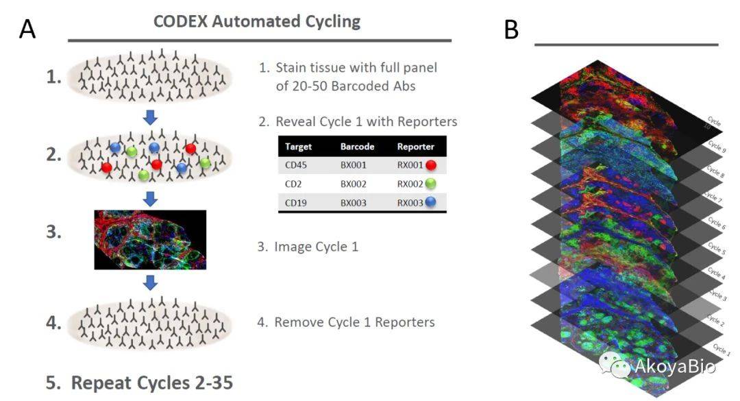 遇见CODEX|一文详解CODEX单细胞空间蛋白组学分析平台技术原理_样本