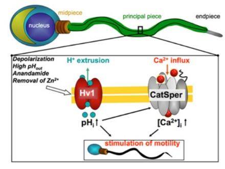 Cell Press：投稿时要提交的图形摘要怎么做？_埃米