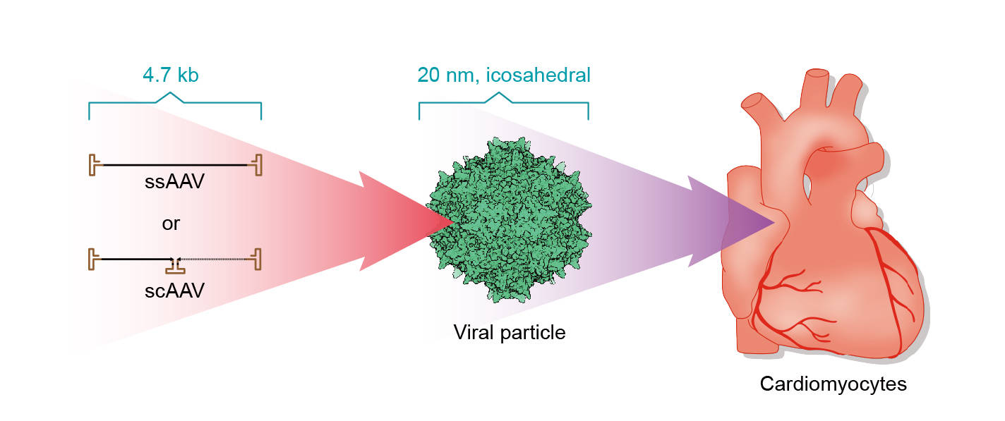 载体家小课堂 | AAV在心脏研究中的应用_-retro