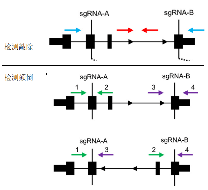 高效筛选低阳性比例单克隆技巧_sgRNA