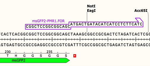 Snap Gene | 分子生物学软件_序列