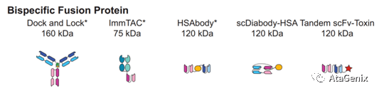 双特异性抗体的发展及作用机制_BsAb