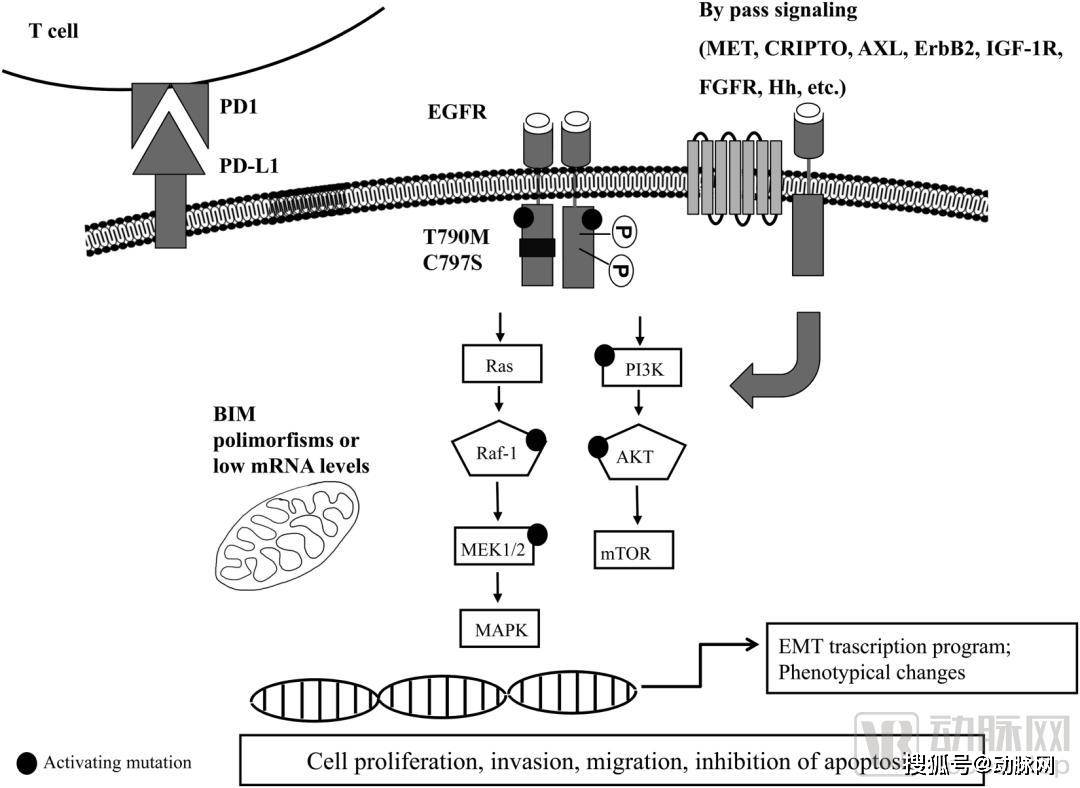 EGFR下一站：双抗与ADC_临床