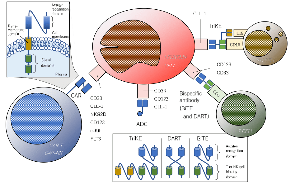 ACROBiosystems百普赛斯靶点蛋白CD33，CD123，CLEC12助力直击AML_治疗