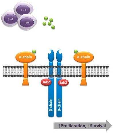 ACROBiosystems百普赛斯靶点蛋白CD33，CD123，CLEC12助力直击AML_治疗