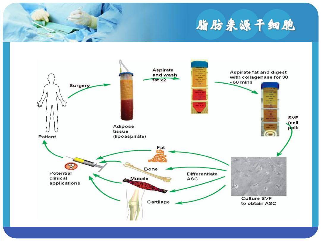都讨厌脂肪，但脂肪里的宝藏你却不知道_干细胞