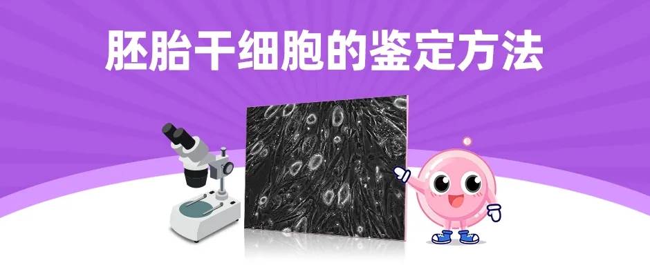 胚胎干细胞（ESC）的鉴定方法_Mouse