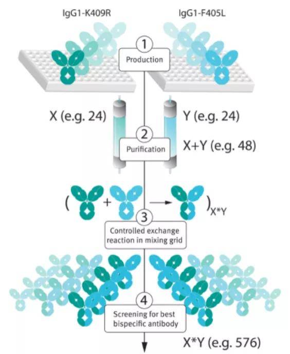 研究报告|靶向4-1BB药物在研现状_细胞