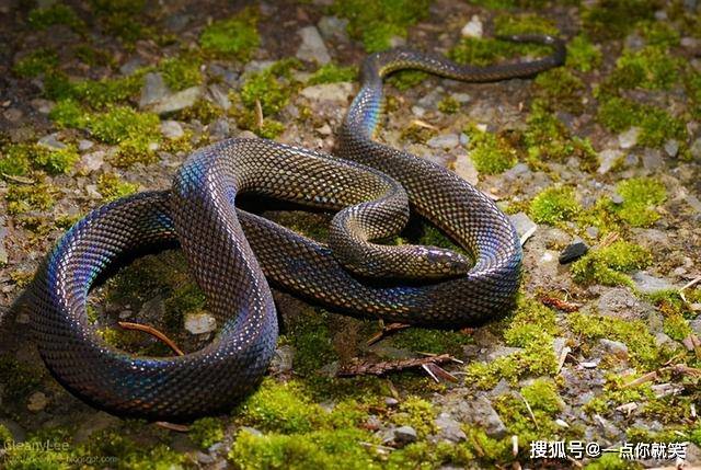 有实验证明雄黄对蛇没有用？真的假的？三个实验告诉你真相_老鼠