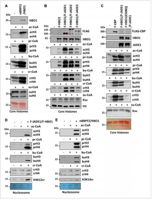 翁杰敏/丁建平等揭示HBO1是多种组蛋白酰化修饰“writer”_CRISPR-Cas