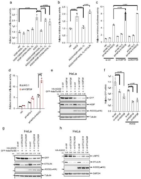 RIP-seq项目文章|nature子刊揭示低氧诱导AGO2线性泛素化调控肿瘤发生发展机制_研究