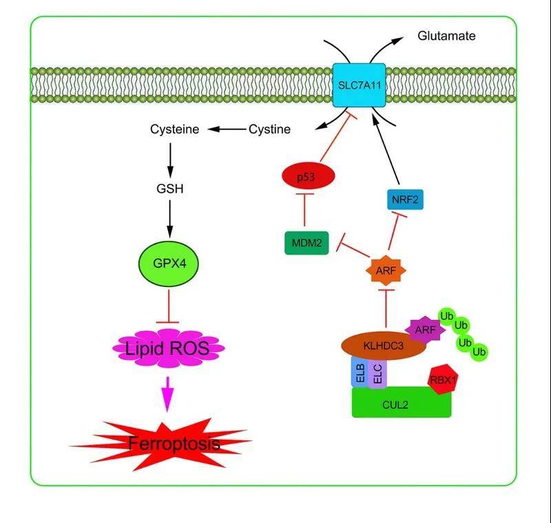 分享：王陈继组—CRL2-KLHDC3 E3连接酶复合体调控卵巢癌细胞铁死亡的分子机制_蛋白_肿瘤_Cullin