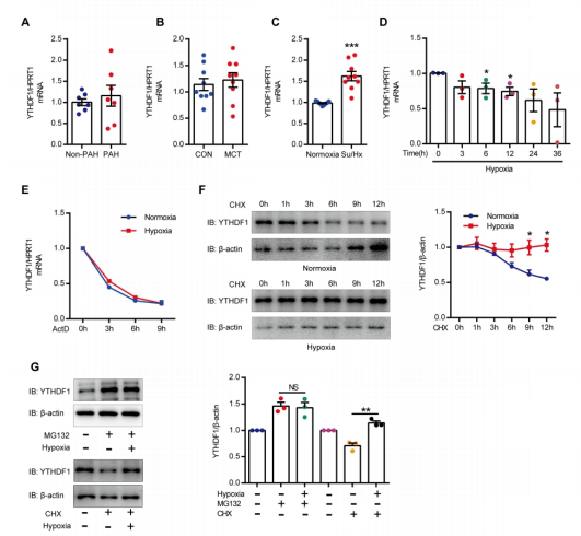 云序MeRIP-Seq & RIP-Seq助力肺动脉高压中m6A阅读蛋白YTHDF1机制研究_MeRIP-seq