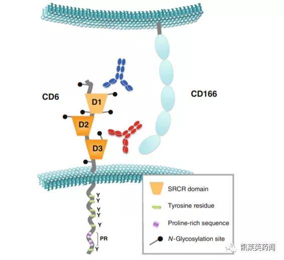 新药巡礼：孤独的前行者，itolizumab与冷门靶点CD6_细胞_aGvHD_Teff