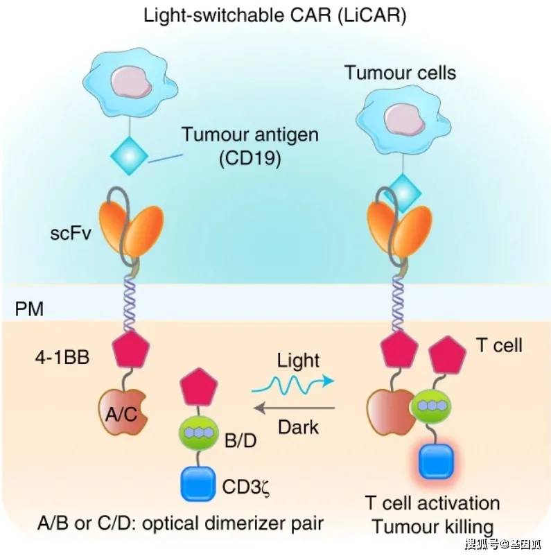 经验分享：免疫细胞治疗之CAR-T/CAR-NK/CAR-Macrophage简介_细胞因子_疗法_肿瘤
