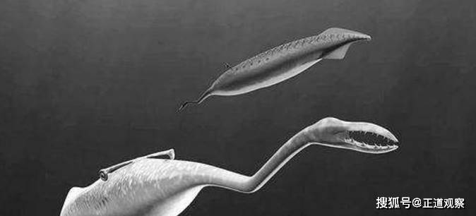 研究了60多年的塔里怪物，身份至今是谜，它会不会是外星异形？_塔利_化石_科学