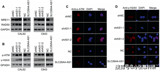 lncRNA RBP研究新思路，你确定不了解下？_分析_实验_相关