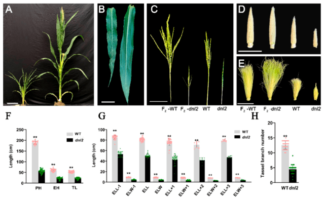 IJMS：玉米矮化窄叶突变体 dnl2 的形态特征及转录组分析_研究_叶片_基因