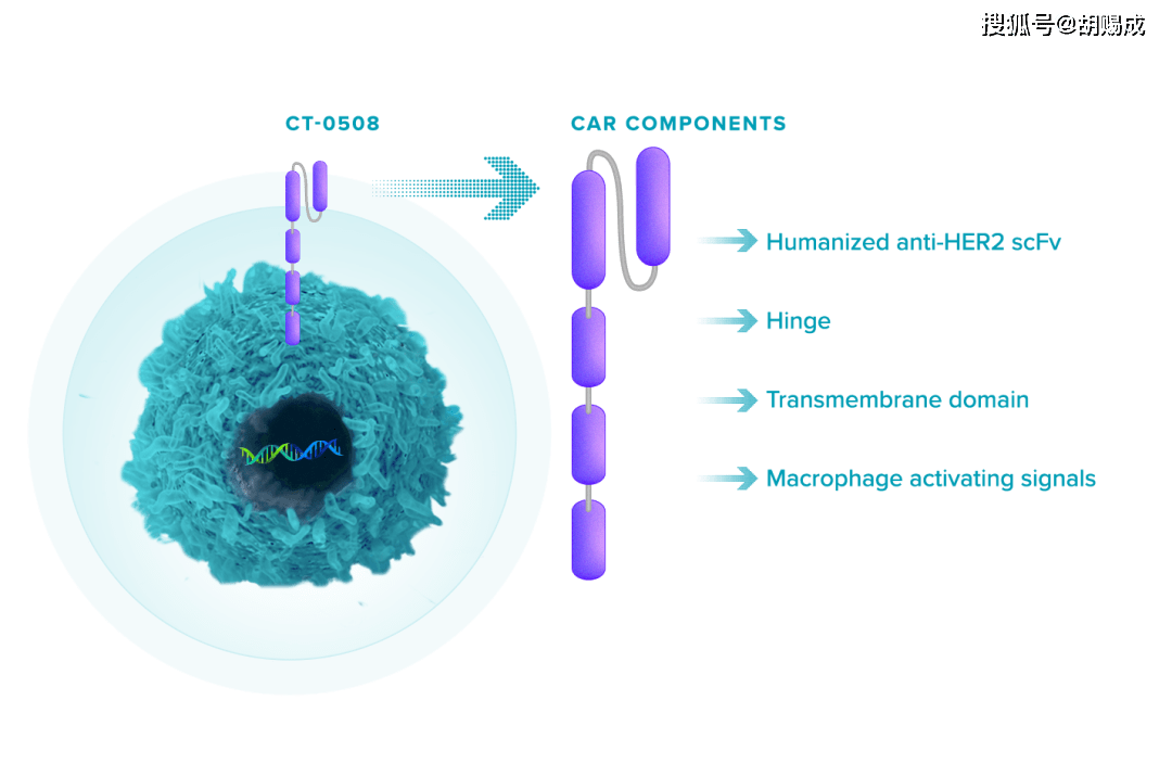 攻克实体瘤再添一员！CAR-M细胞疗法显示实体瘤治疗新希望_肿瘤_Carisma_研究