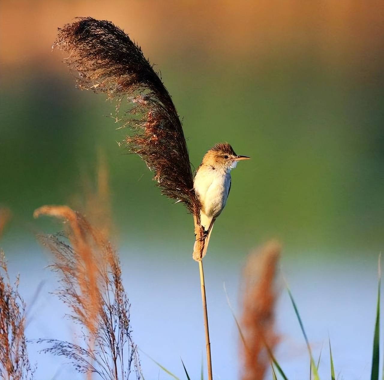 布谷鸟极度残忍自私自利的神秘特性，让科学家甘为其花费毕生心血_芦苇莺_幼鸟_巢穴