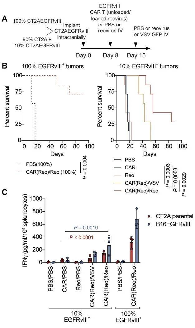 Science子刊：CAR-T疗法联合溶瘤病毒治疗实体瘤，治愈率达80%！_癌细胞_肿瘤_呼肠