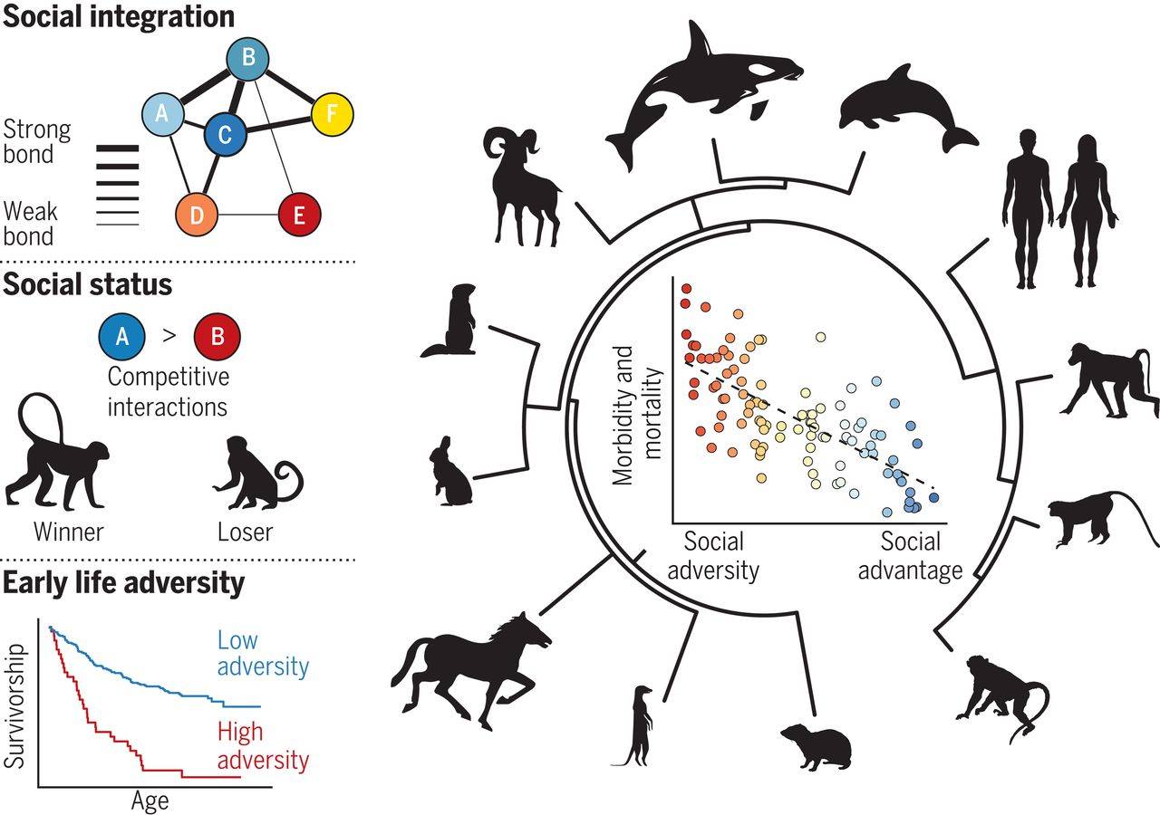 章鱼有9个大脑能编辑基因，智商高到无法理解，为啥没发展出文明_Tips_神经_生物