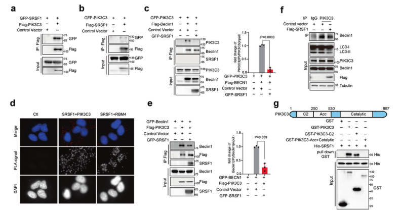 【SCI文献解读】SRSF1在肿瘤发生中的新调控作用_Bcl-x_调节_诱导