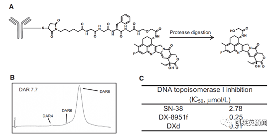 哪款产品将“制霸”ADC领域：已上市ADC药品全球销售额预测排行榜_药物_治疗_癌细胞