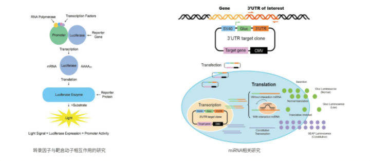 什么是siRNA转染？siRNA转染技术原理_细胞_microRNA_分子