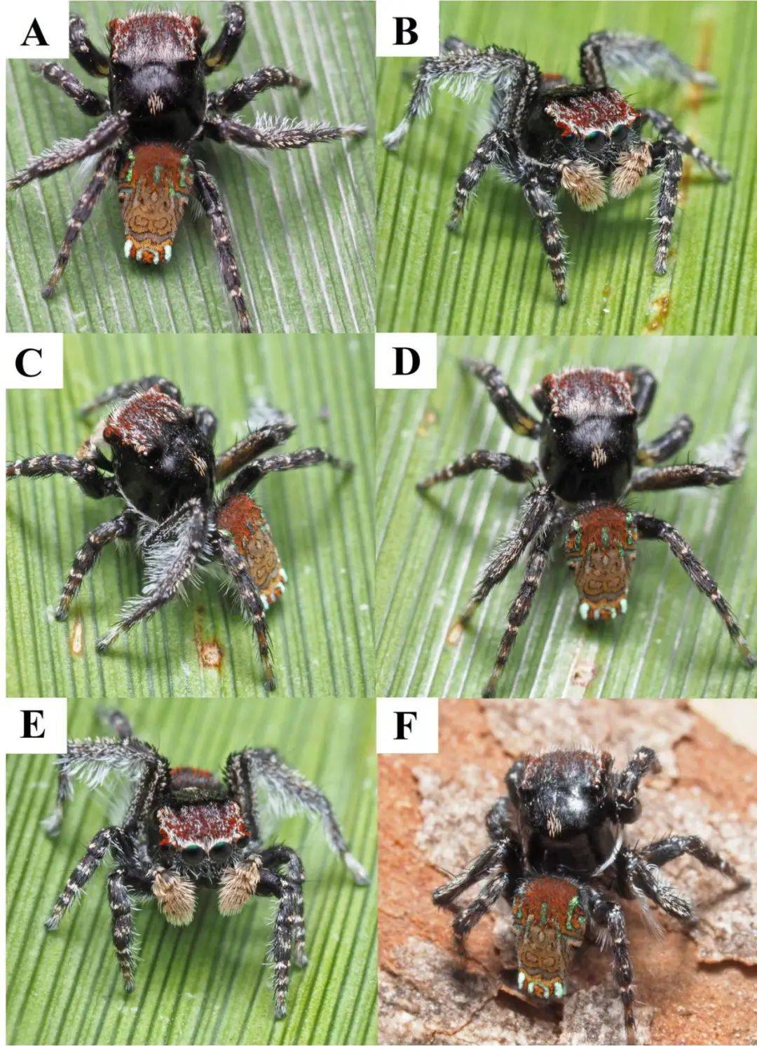 2022年，人类发现了哪些新动物？｜奇怪的动物知识_海马_Ana_侏儒