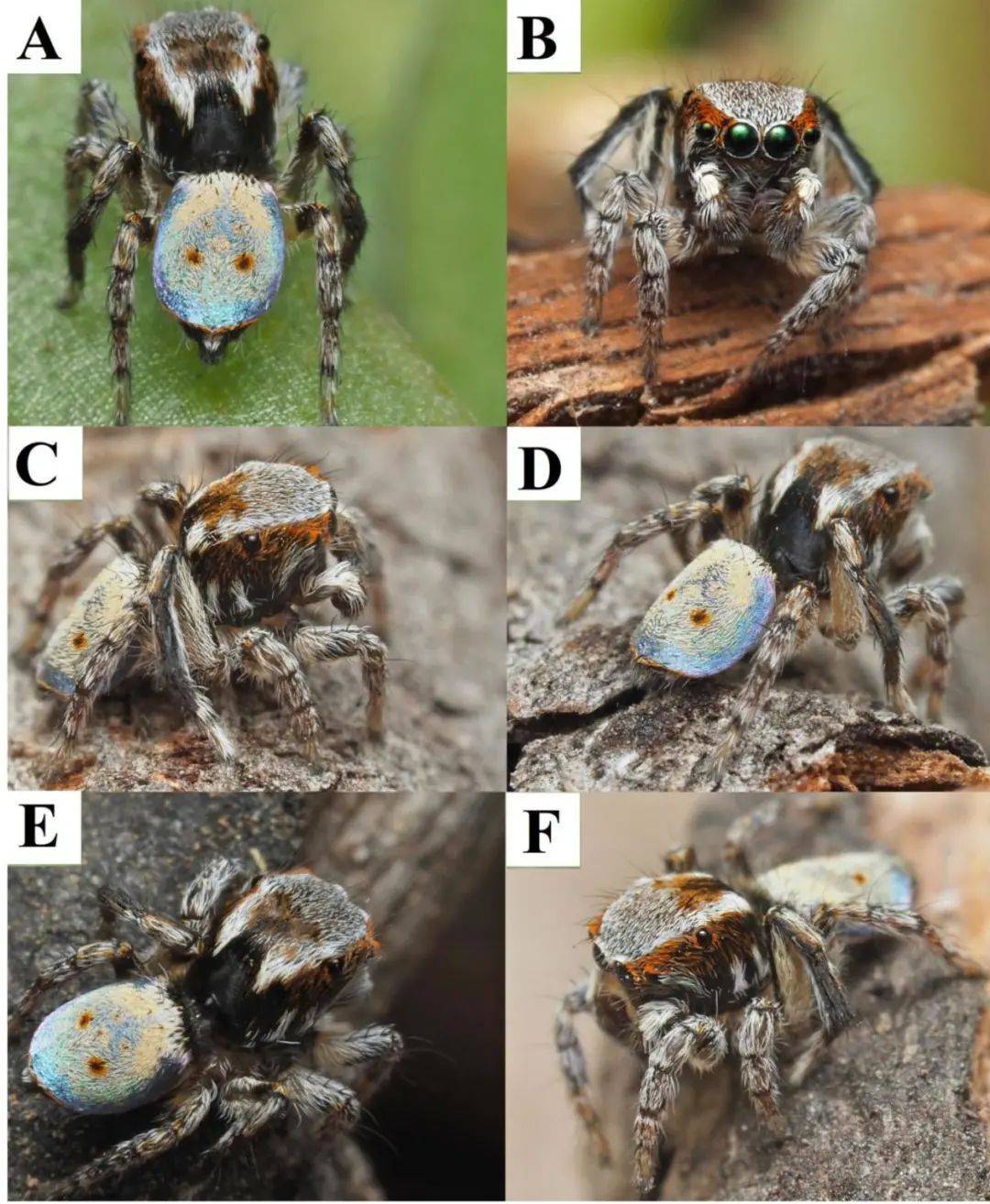 2022年，人类发现了哪些新动物？｜奇怪的动物知识_海马_Ana_侏儒