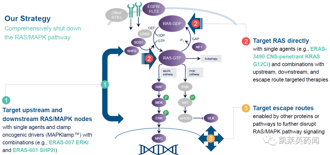 Erasca 宣布与礼来签署CTCSA，评估 ERAS-601和西妥昔单抗的组合疗法_临床_信号_通路